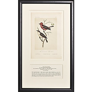 The Crowned Flycatcher