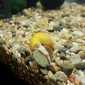 Aquatic Foods Sinking Wafers of Algae, Spirulina & Vegetables, Bottom Fish, Catfish, Shrimp, Snails, Crayfish, All Herbivorous and Omnivorous Tropical Fish - Zeigler Style AFI 1/4-lb