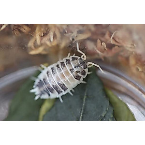 Surmen Legacy Live 10 Count Dairy Cow Isopods (Porcellio Laevis) Cleanup Crew & Reptile Food