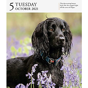 Dog Page-A-Day Gallery Calendar 2021