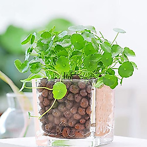 Expanded Clay Pebbles 1 qt, 8mm-14mm Clay Balls for Plants, Organic Plant Grow Media, Porous Stones for Hydroponics, Drainage, Decoration, Aquaponics, and Other Gardening Essentials