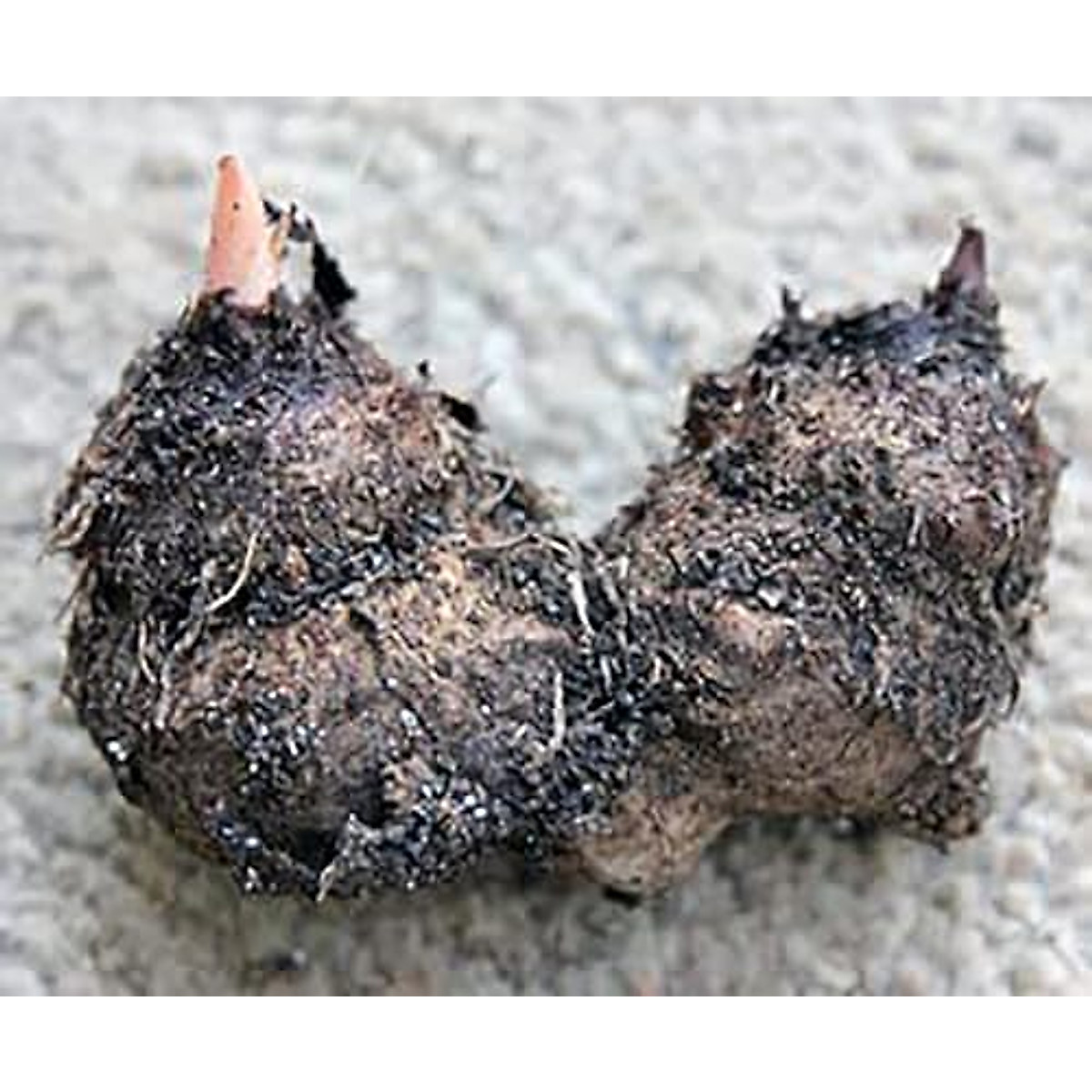 5 Large Caladium Mixed Colors Caladium Bulbs - Bare Root - Zone 9-11