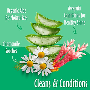 earthbath, Green Tea & Awapuhi Grooming Wipes - Dog Wipes for Paws and Butt, Best Pet Wipes for Dogs & Cats, Made in USA, Cruelty-Free Dog Cleaning Wipes, Removes Dirt & Dander - 100 Count (2 Pack)