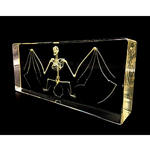 X-Large Taxidermy Real Bat Skeleton Specimens Science Classroom Specimen for Science Education（7.9x3.6x1.6 inch）