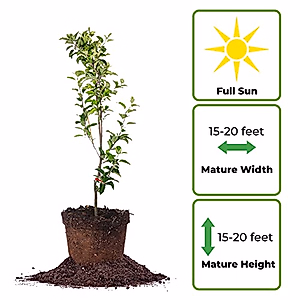 PERFECT PLANTS Red Delicious Apple Tree 1 Gallon | Live Fruit Trees for Outdoor Planting | Fast Growth Rate Produces Fruit in Year 2-3 | Sweet & Healthy Red Apples for Home Gardening