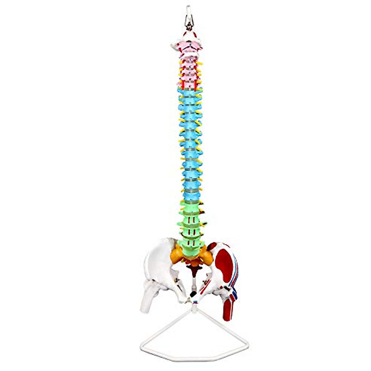 Vision Scientific VAV245 Flexible Spinal Column | 5 Color-Coded | Muscle W Occipital Bone | Sacrum, Coccyx, 24 Vertebrae, Soft Disc | Pelvic Bones & Femur Heads, Arteries, Nerve Endings | W Manual