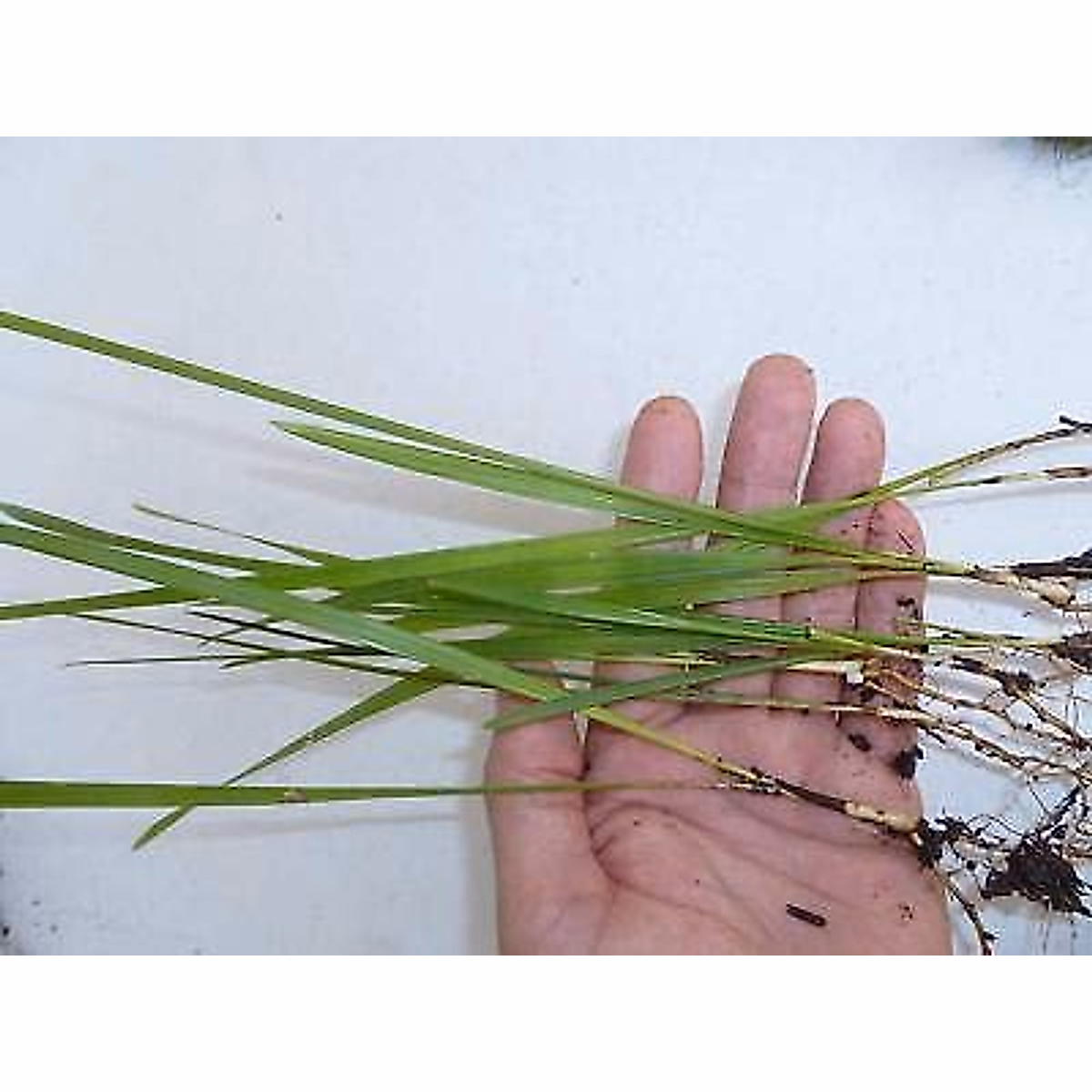 5 Sabal Palmetto Seedlings Tropical Tree Lawn Garden House Plant