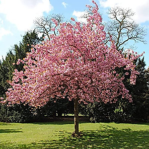 35+ Pcs Bonsai Tree Japanese Sakura Seeds, Rare Japanese Cherry Blossoms Flowers Seeds for Planting, Pink Prunus Serrulata Seeds SB0