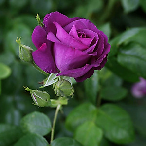QAUZUY GARDEN 100 Purple Rose Rosa Seeds | Non-GMO Heirloom Flower Seed Striking Perennial Bush Vine Climber Fragrant Flower to Plant Home Garden & Attract Pollinators