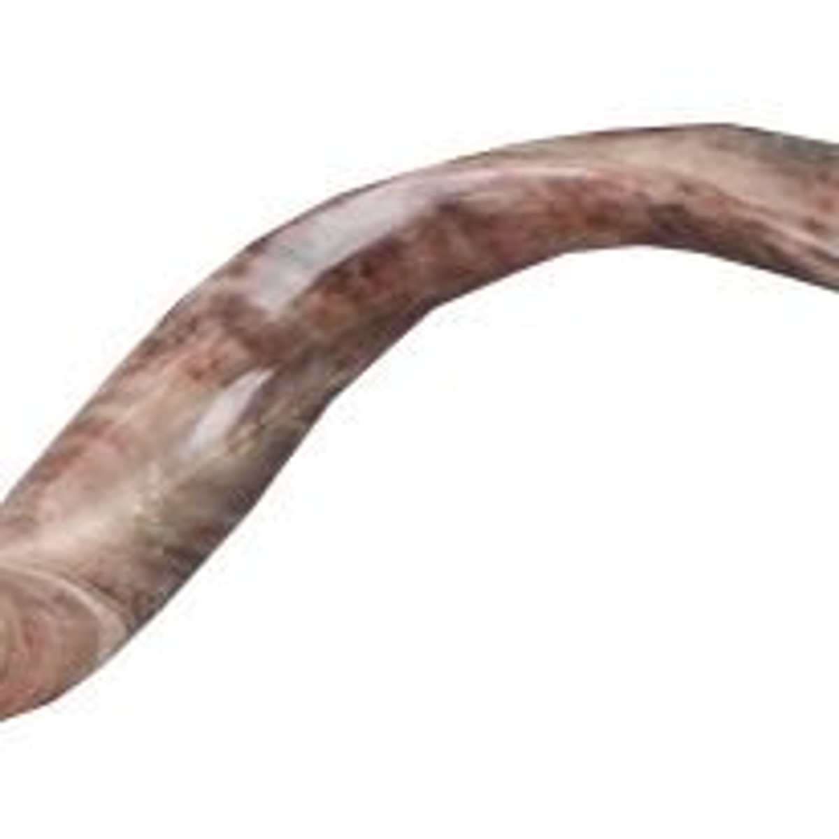 Kosher Yemenite Kudu Horn Shofar Authentic Natural Hand Made in Israel (21.7" - 24")