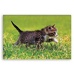 CATS and KITTENS Postcard Set of 20 Postcards. Cat and Kitten Post Card Variety Pack. Made in USA.