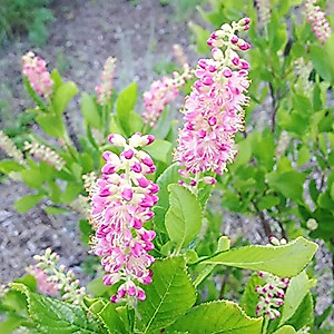 Pink Summersweet Seeds Sweet Pepperbush Low Maintenance Fragrant Attracts Butterflies & Hummingbirds Beds Borders Ponds Streams Rain Gardens Outdoor 20Pcs Deciduous Shrub by YEGAOL Garden