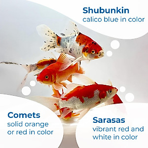 Toledo Goldfish Live Shubunkin, Sarasa, and Comet Goldfish Combo, Live Fish with a Variety of Colors and Patterns - Perfect for Ponds, Tanks, and Aquariums - 3-4 Inches, 2 of Each, 6 Total Count