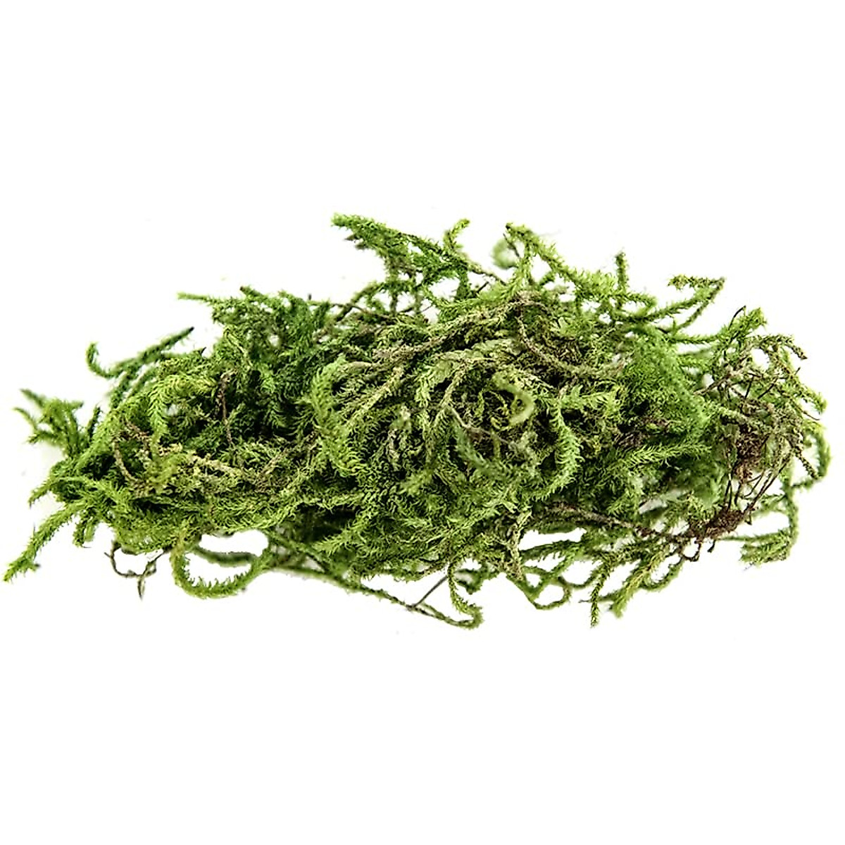 Galápagos (05213) Terrarium Green Sphagnum Moss, Natural, 4 Quart