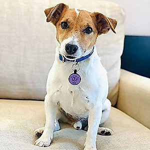 Love Your Pets Soundless ÒPearls of WisdomÓ Pet Tag - Deep Engraved Silicone Ð Double Sided & Engraving Will Last - Pet ID Tags, Dog Tags, Cat Tags