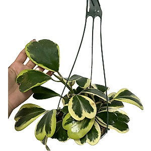 Variegated Hoya Kerrii - Hoya Plants Live Houseplant - Live Hoya Plant - Outer Variegated Hoya Kerrii - Plant Gift - Air Purifying Plant (2-3 Leaves Plant, 4" Pot)