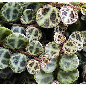 String of Hearts/Turtles/Peace Sign/Cross - Peperomia prostrata- 2.5" Pot