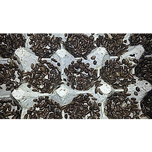 Live Dubia Roaches for Feeding Reptiles (200, Medium 3/4")