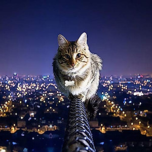 30 Pcs Pet ID Tag Bone Shape 38MM Blank Personalized Aluminium Pendants Tag Dog Cat Pet Name Phone Number ID Tag Charm with Key Ring for Dogs Cats