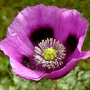 David's Garden Seeds Flower Poppy Hungarian Breadseed (Purple) 100 Non-GMO, Open Pollinated Seeds