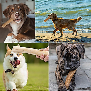 NEDUL Coffee Wood Dog Chew, Dog Chew Stick Toy, 100% Natural, Non Toxic, Safe (Medium)