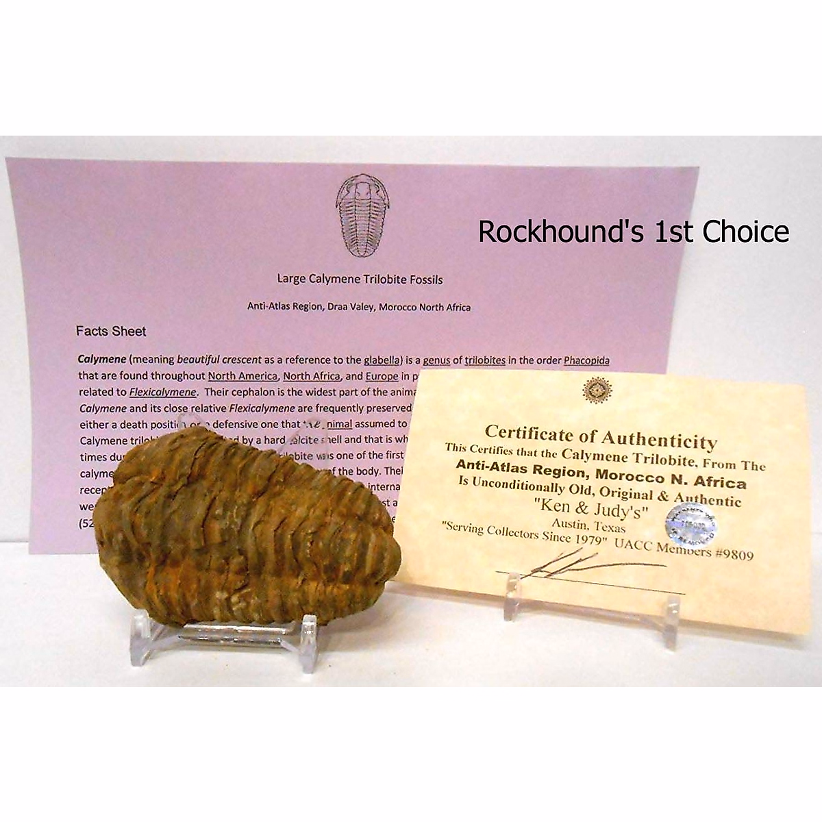 Genuine Very Large Calymene Trilobite Fossil from The Anti-Atlas Region of Morocco, N.Africa with Free Acrylic Display Stand, Fact Sheet & COA Bundle