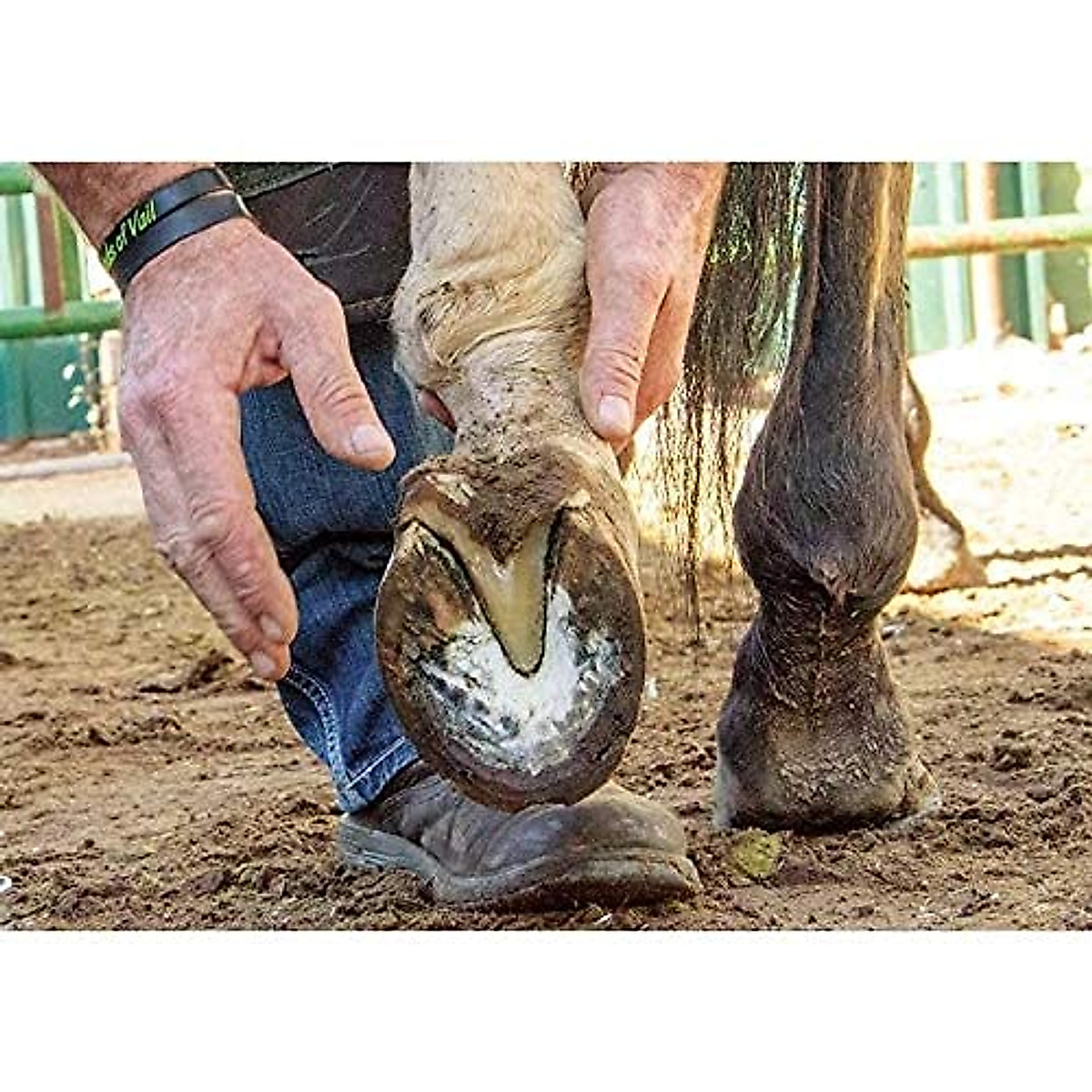 Aslion Hoof Trimming Disc for Horses Goats, Professional Electric Hoof Repair Tool High Working Efficiency and Durable - 6 Tooth Design