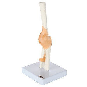 Axis Scientific Flexible Elbow Model, Life-Size Flexible Elbow Joint with Realistic and Soft Ligament Anatomy, Includes Base for Display and Interaction, Detailed Product Manual