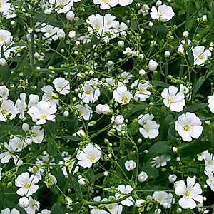 Baby's Breath Flowers, 2000+ Heirloom Flower Seeds Per Packet, (Isla's Garden Seeds), Non GMO Seeds, Botanical Name: Gypsophila