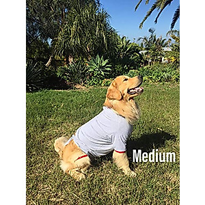 Short Sleeve Shirt for Dogs New! from POP FOR PETS (Large Red) - Better Than The Cone! POPforPETS Cotton Shirt for Larger Dogs. The Most Comfortable Alternative for Recovery!