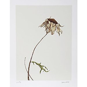 Dry Daisy