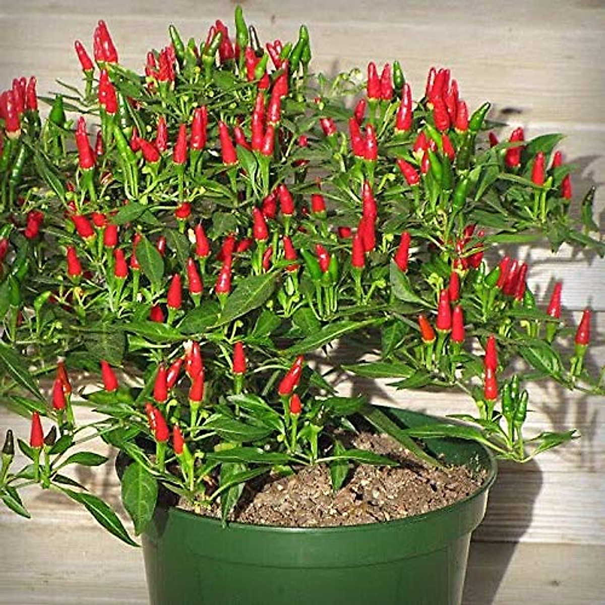 Small Thai Chili Hot Pepper Seeds - Hot Heirloom Chili from Thailand(25 - Seeds)