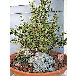 Canon Powershot SD450 5MP Digital Elph Camera with 3x Optical Zoom (OLD MODEL)