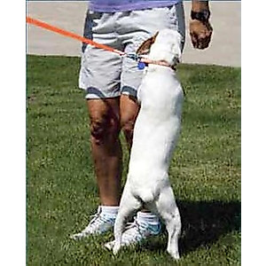 Canine Innovations Pet Convincer 2 - Air Training Tool Dogs