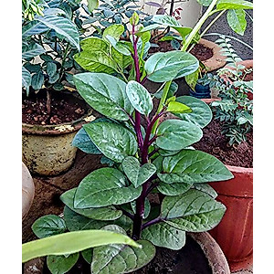 30+ Malabar Red Stem Spinach Seeds Herb Heirloom Non-GMO Phooi Leaf, Red Vine, Alugbati, Vietnamese,from USA