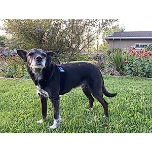 Calmr Dog SettleStrap for Help Calming Anxious & Active Dogs - Canine Pressure Strap for Comfortable & Effective Stress Relief for Dogs - Calming Dog Anxiety Vest - Dog Calming Device, USA Made, 40 in