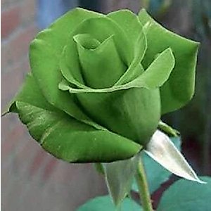 CHUXAY GARDEN Green Rose Seeds 100 Seeds Rare Green Lovely Flower Shrub Flowering Plant Fragrant Gardening Gifts Grows in Garden and pots