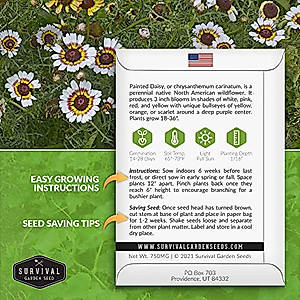 Survival Garden Seeds - Painted Daisy Seed for Planting - Packet with Instructions to Plant and Grow Colorful Perennial Wildflowers in Your Home Flower Garden - Non-GMO Heirloom Variety