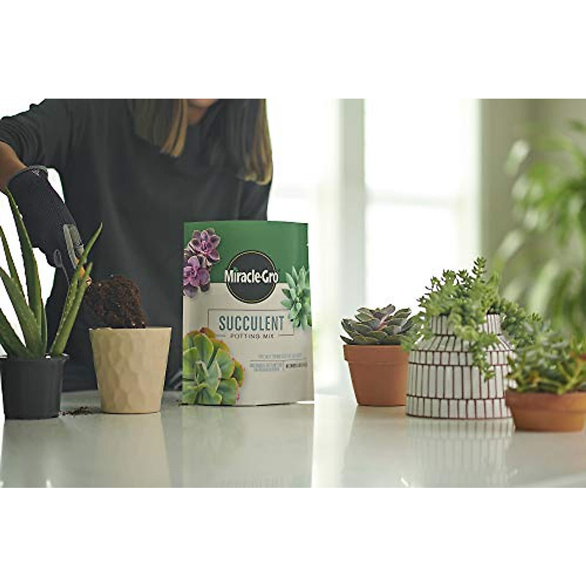 Miracle-Gro Succulent Potting Mix: Fertilized Soil with Premium Nutrition for Indoor Cactus Plants, Aloe Vera and More, 4 qt.