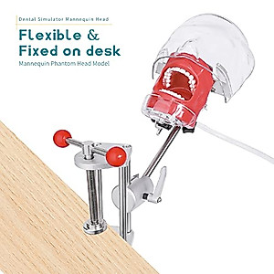 LVCHEN Manikin Simulator Head Lab Training Phantom Head with Typodont Teeth Model Fixed on Desk 1:1 High Emulation 360-Degree Adjustable for Dental Schools Education Practical Demonstration