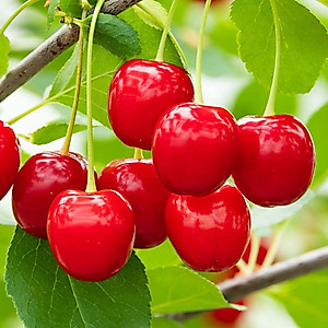 CHUXAY GARDEN Dwarf Cherry Tree Seed 10 Seeds Sweet Edible Fruit Robust Flavor Great Gardening
