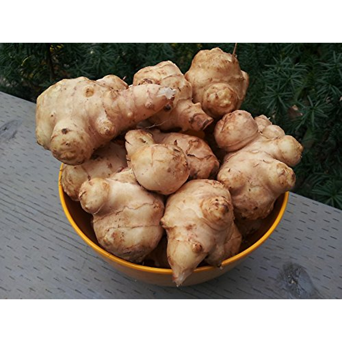 Jerusalem Artichoke Tubers Planting, 0.5 LB Ornaments Garden Perennials Simple to Grow Pots Gift