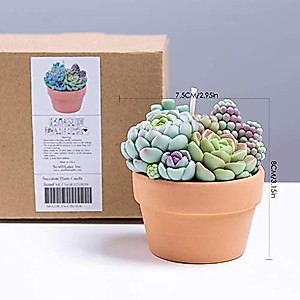 Assorted Succulent Pot Scented Candle for Spa Home Decoration Wedding Gift