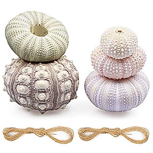 BUDDE 5 Pack Mini Sea Urchin Shell Hanging Pot-Air Plant Holder air Plant Hanging holdercute pots for succulentsin Cute Tillandsia Succulentwith Rustic Ropes