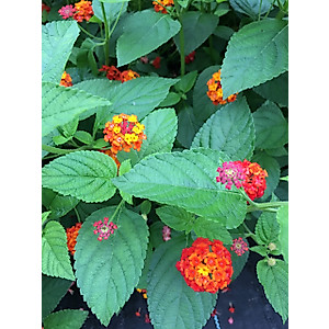 Lantana Camara Flowers - Two (2) Mixed Starter Live Plants - Not Seeds - Natural Mosquito Repellant Garden - Attract Hummingbirds & Butterflies - in 4 inch Pots
