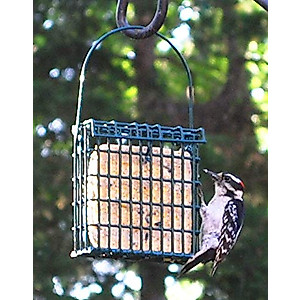Wildlife Sciences Suet Cake Variety 12 Pack of Suet Cakes | 10.5 oz Suet Cakes for Wild Birds (12 Pack Sunflower)