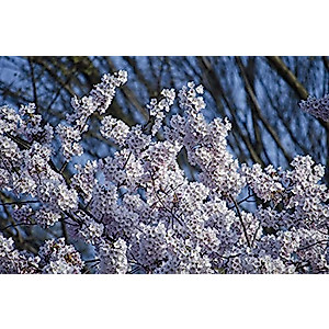 Bonsai Tree | Japanese Flowering Cherry | Seed Grow Kit | The Jonsteen Company