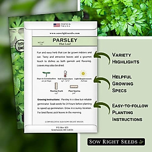 Sow Right Seeds - Flat Leaf Parsley Seed for Planting - Non-GMO Heirloom - Instructions to Plant and Grow a Kitchen Herb Garden, Indoor or Outdoor; Great Gardening Gift (1)