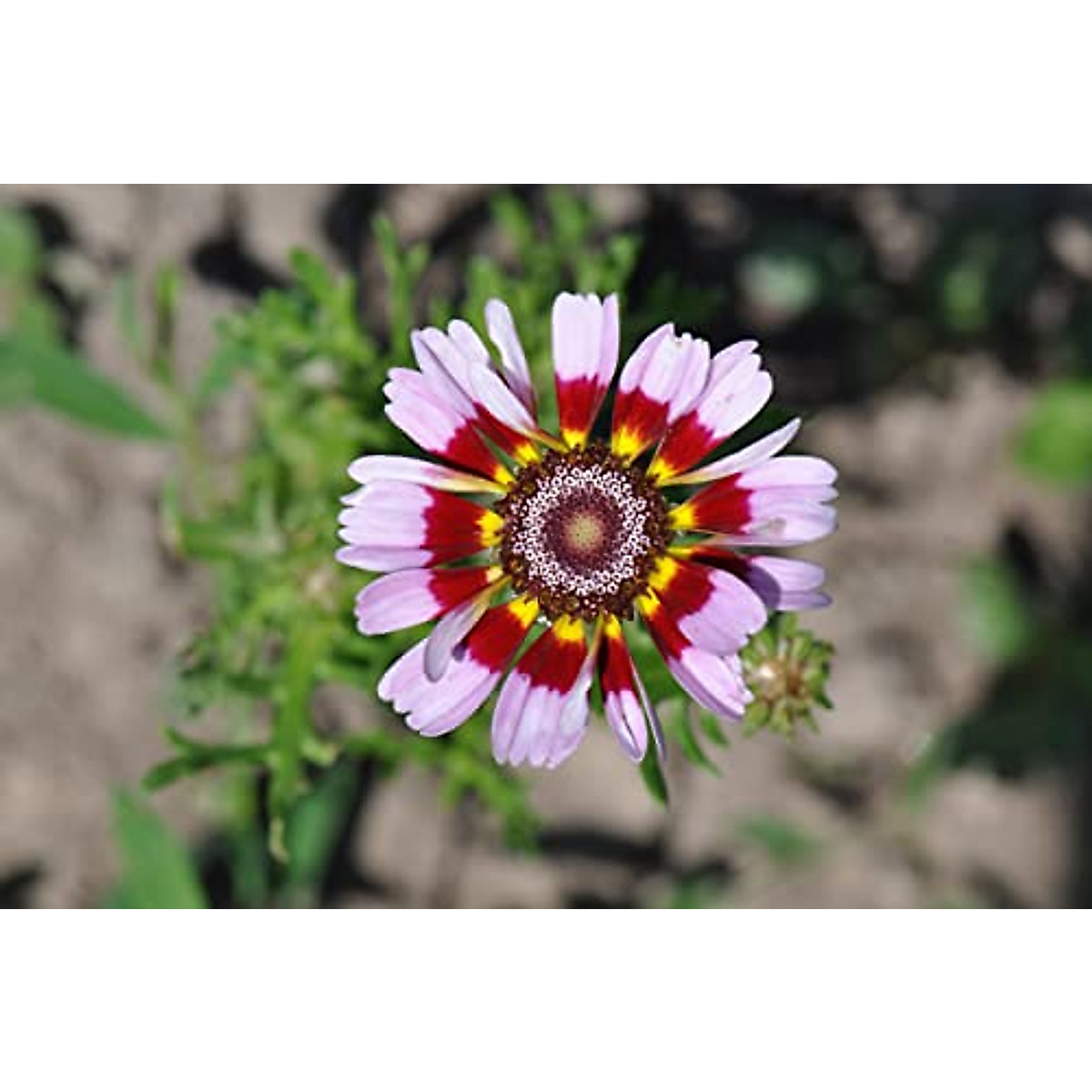 Painted Daisy Seeds for Planting Outdoors, 2.5 Grams of Flower Seeds, Chrysanthemum Carinatum, Tricolor Daisy