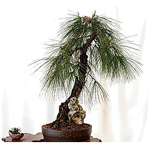 Earthcare Seeds Mexican Weeping Pine 60 Seeds (Pinus patula) Fast Growing Evergreen Tree – Great Bonsai Project